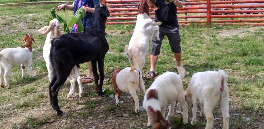 Sably Goat Haven Re- Opening Promotion | Peatix