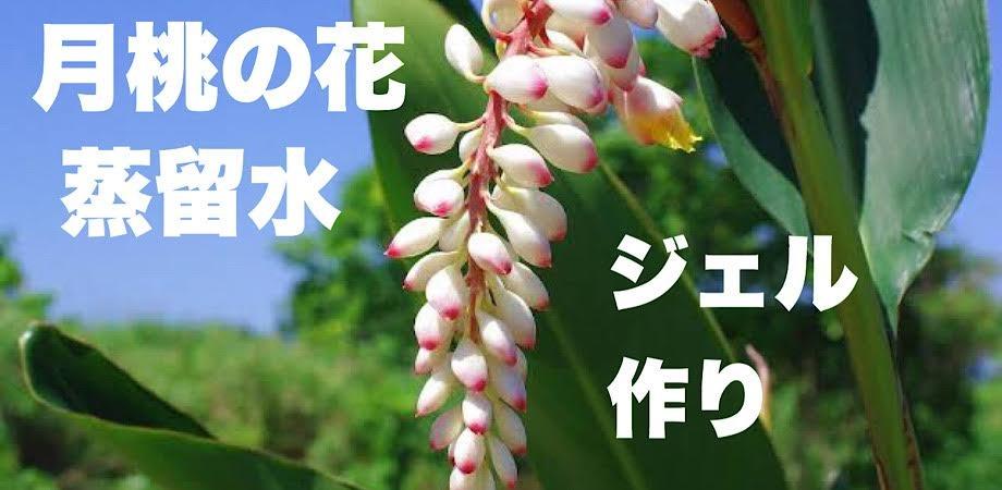 アロマ大学サテライト【沖縄ハーブ月桃花の蒸留水の癒されボディジェル作り】受付8/1迄 | Peatix