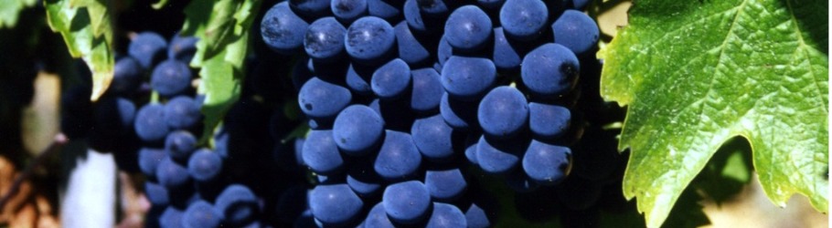 キアンティ・クラッシコのスペシャリスト バディア・ア・コルティブオーノ ディナーを楽しもう！ in浅草 | Peatix