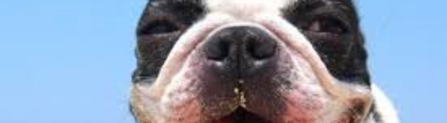 【5/6 GWイベント】大人の犬会 IN 東京 | Peatix