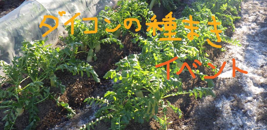 ダイコン播種体験イベント | Peatix