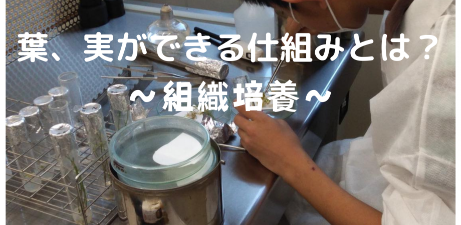 8月21日（月）PM『葉、実ができる仕組み ～組織培養～』 | Peatix