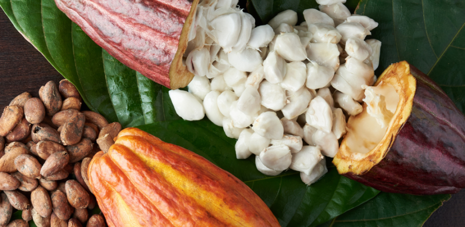 【9月16日㈯＆9月17日㈰開催】Tokyo Chocolate Salon - All About CACAO - | Peatix