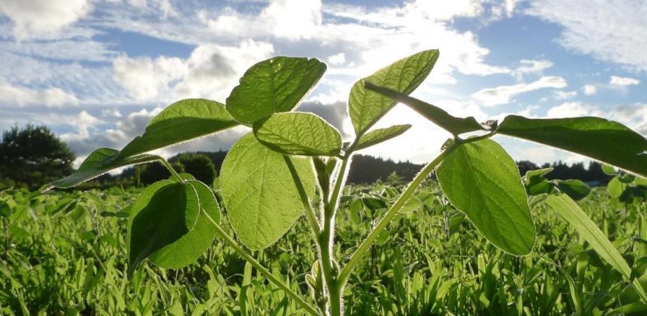 夏野菜収穫＆農家レストランでランチ！ | Peatix