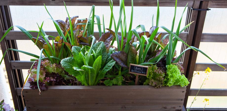 ベランダ菜園 寄せ植え講座＆ワークショップvol.1 | Peatix