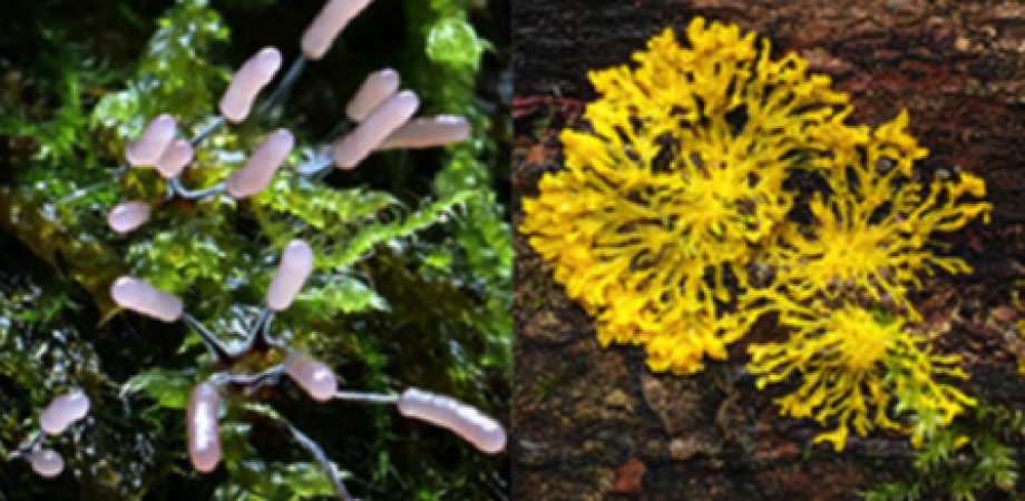 科学読物研究会 23年10月例会 教えて！真那くん～フシギでカワイイ変形菌の世界（会場参加申込用） | Peatix