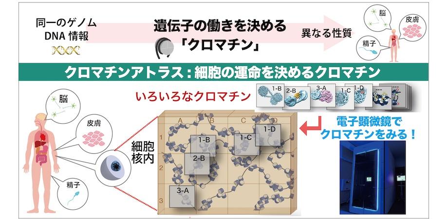 生命ってどうやって作られているの？ How is life created? | Peatix