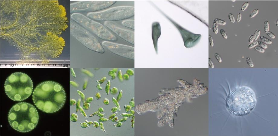 「単細胞」なんて言わせない！ 原生生物、驚異の生存戦略 Towards learning from microscopic strategies of the single-cell ...