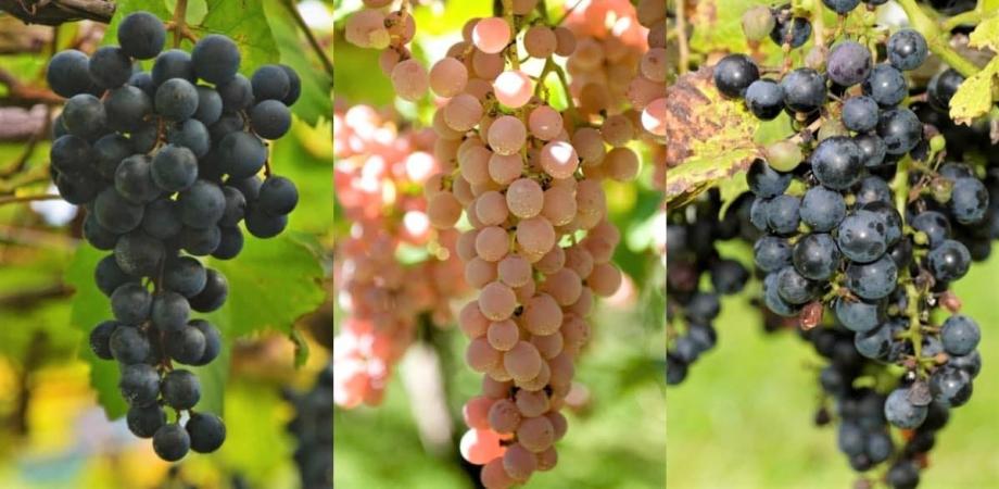 【ワイナリーの皆様限定】第5回OIV登録品種サミット（日本が誇る固有品種の未来を語るトークセッションと試飲試食イベント） | Peatix