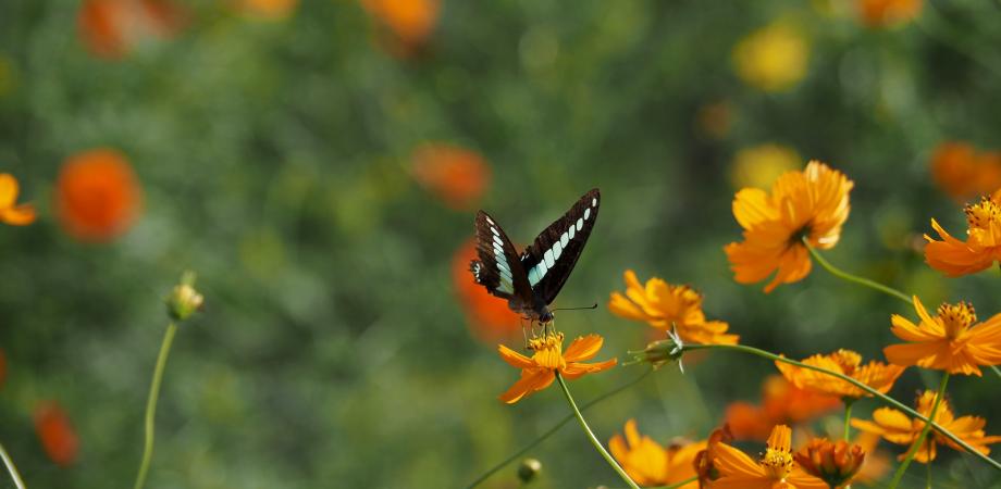 はまちゃんのオンラインレッスン＋ 2023 #27 | Peatix