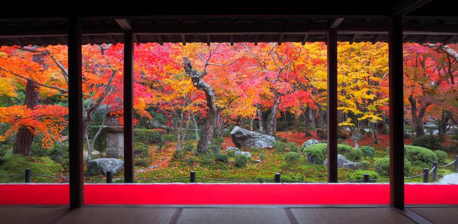 11/19（日）京都 一乗寺 圓光寺 秋の早朝特別拝観 | Peatix