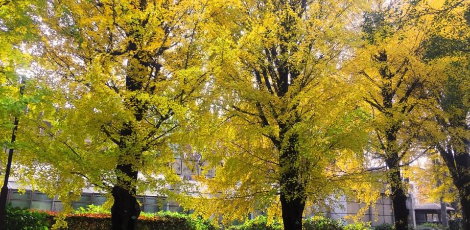 サステイナビリティ研究オープンセミナー 第2回「世界の食と農」 | Peatix