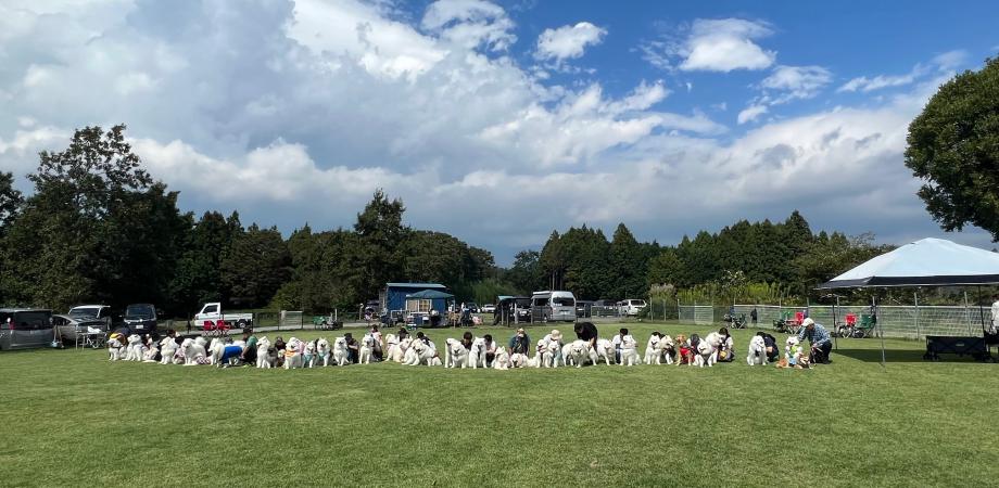 足柄サモエド定例会 1月 | Peatix