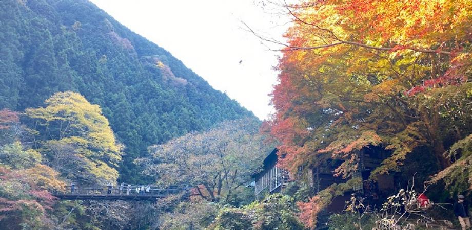 秋の鳩ノ巣渓谷ウォーキングと白丸ダムの魚道 | Peatix