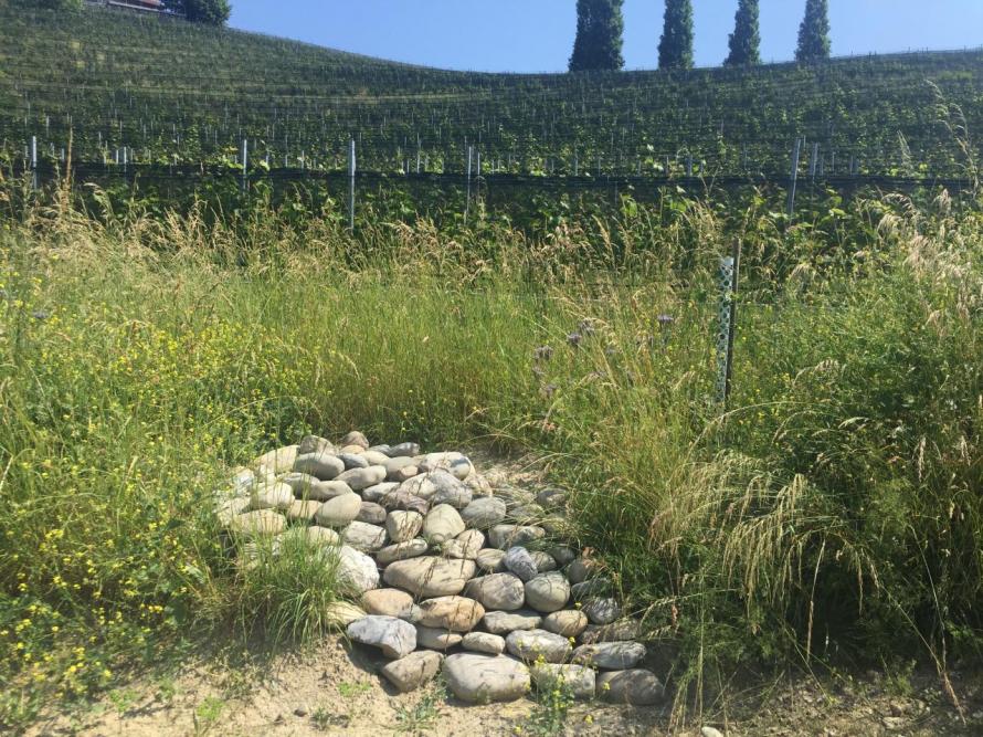 【スイス－日本サステナビリティ交流会】ローランド・レンツ氏ウェビナー「オーガニックワイナリー・レンツに見る持続可能なワイン造り」、スイスから生中継！ | Peatix