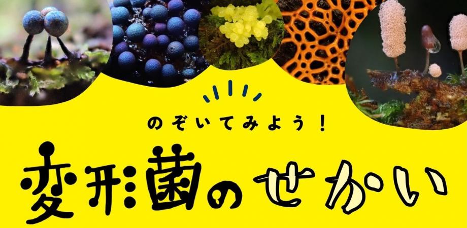 のぞいてみよう！変形菌のせかい | Peatix