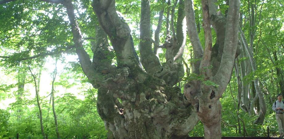 KIkuyo ∞ Irune #31 | Peatix