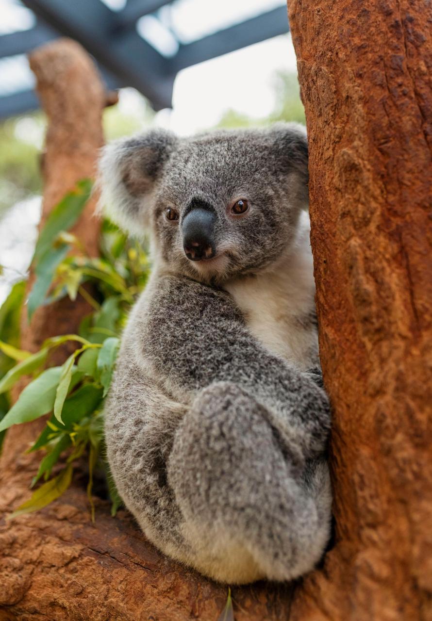 ★【参加無料/30名様限定】ニュージーランド＆オーストラリア旅行説明会【公式JTB】タビのあれこれご紹介！今現地の季節はいつ？ | Peatix