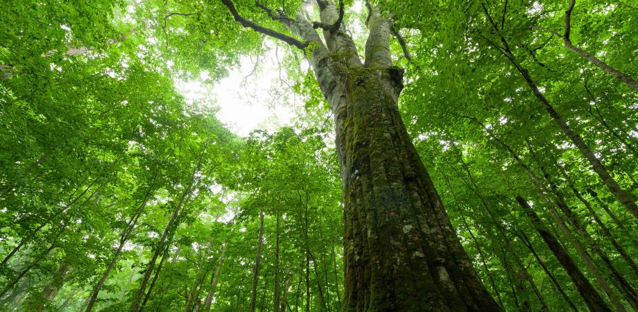 つながりを取り戻すワーク ～七世代先の子孫と対話する～ | Peatix