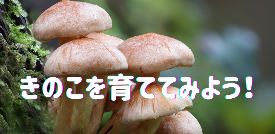 12月8日（日）『きのこを育ててみよう！』 | Peatix