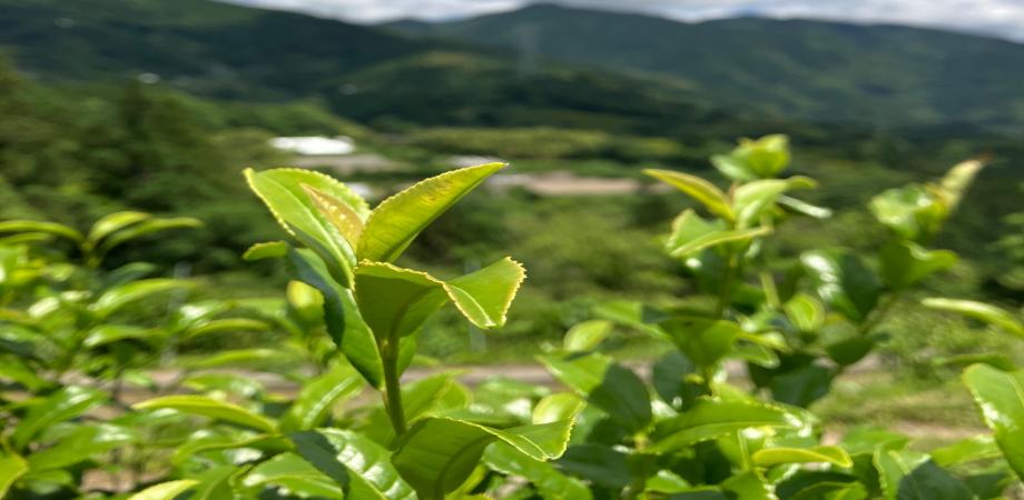 Fermented tea cafetalk online | Peatix