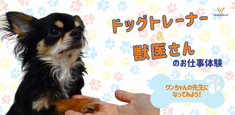 【ワンちゃん好き集まれ！】ドッグトレーナー&獣医さんのお仕事体験（小学生向け） | Peatix