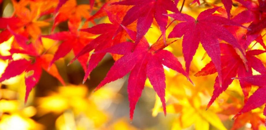 講師との対話で深める カウンセリングの本質とコツ | Peatix