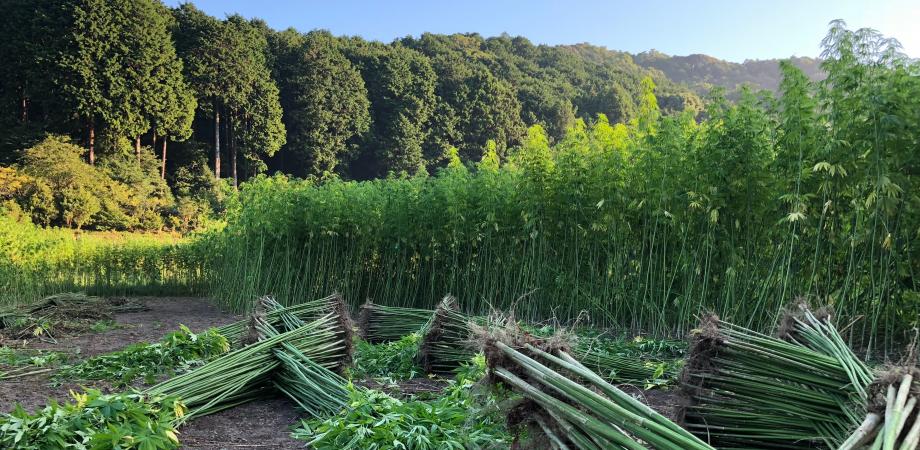 第2回 GX体験ワークショップ 麻のバイオ炭作り | Peatix