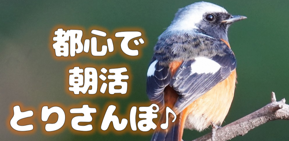 【2/17(月)】都心で朝活とりさんぽ♪ 皇居で散歩しながら鳥の観察会 | Peatix