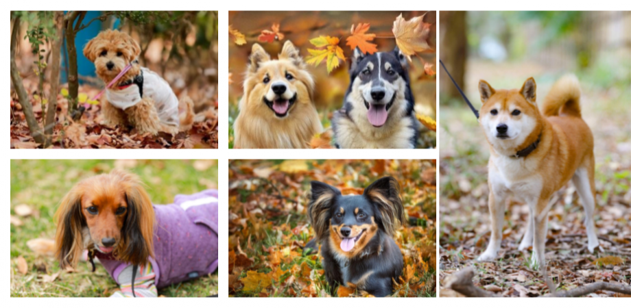 プロカメラマンにうちの子（犬猫）のベストショットを撮ってもらおう！Vol.2 | Peatix