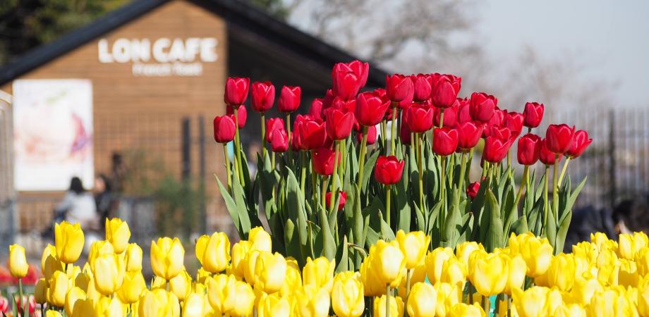 アロマブレンド勉強会 お茶会（リアル） | Peatix