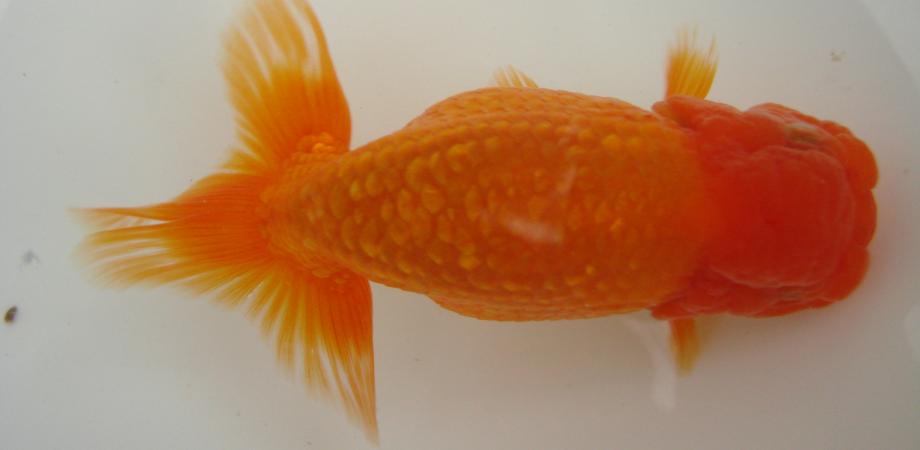 バケツ DE 金魚 | Peatix