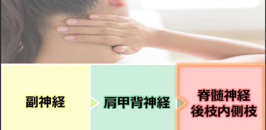 頚部痛に対する機能解剖学的アプローチ第1弾＆第2弾 | Peatix