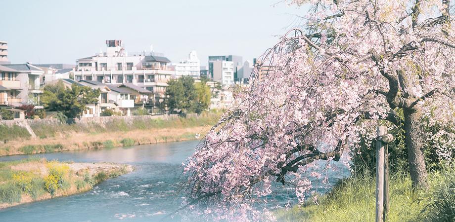 Monthly Wellness Open Class ~Sakura Run~ | Peatix