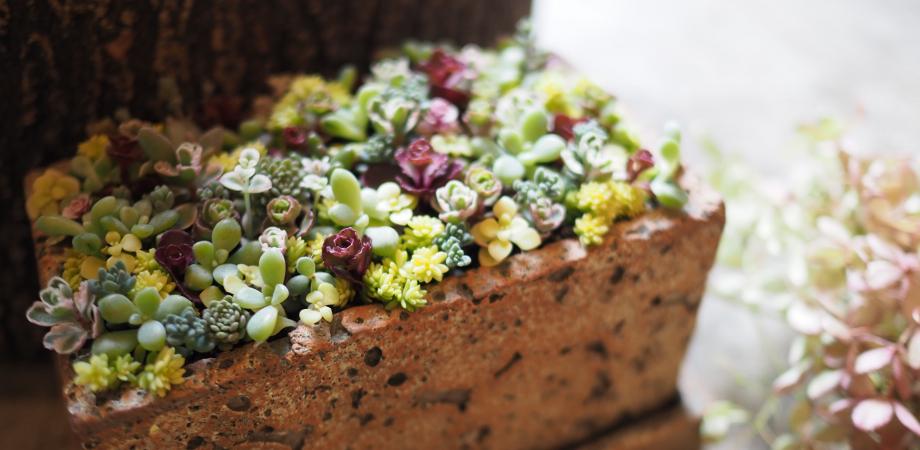 4月6日(日)の回【ギュギュっと！】多肉植物の寄せ植えワークショップ | Peatix