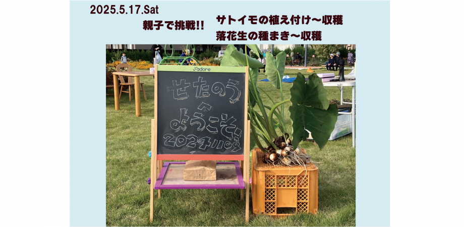 親子で挑戦!! サトイモ植え付けと落花生種まき～収穫まで（収穫は11月予定） | Peatix