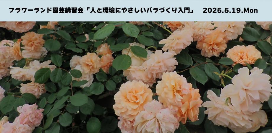 人と環境にやさしいバラづくり入門 | Peatix