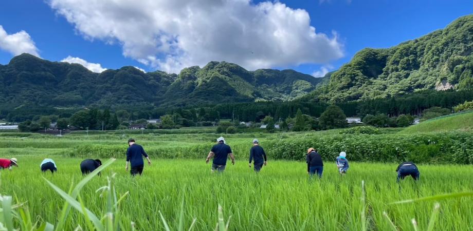 みなみあそ田んぼオーナー 加田里隊（かたりたい） | Peatix