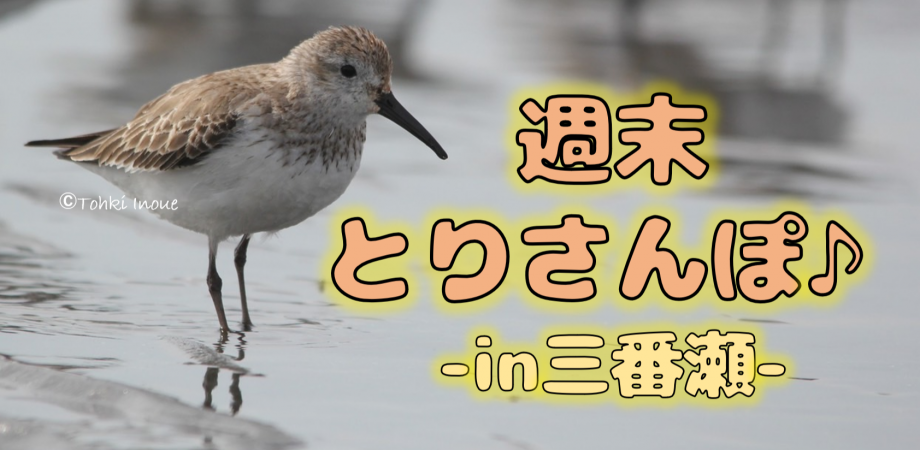 週末とりさんぽ♪ -三番瀬- | Peatix