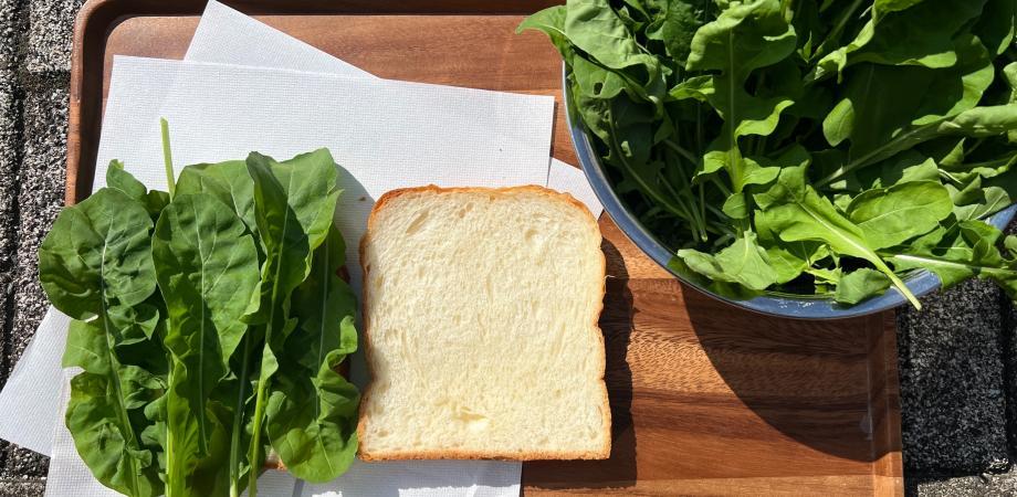 『渋谷ルッコラ』のたねまきとコンポストの土作りWS | Peatix