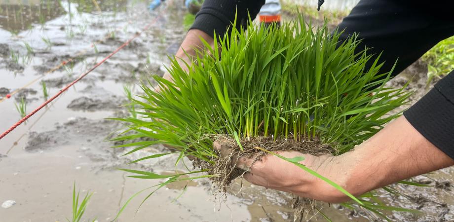 田植え体験 | Peatix