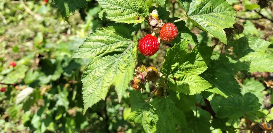 ラズベリー狩り | Peatix