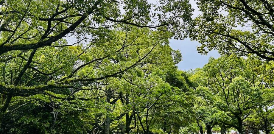 6月23日 住民投票説明会 （チケット無料） | Peatix