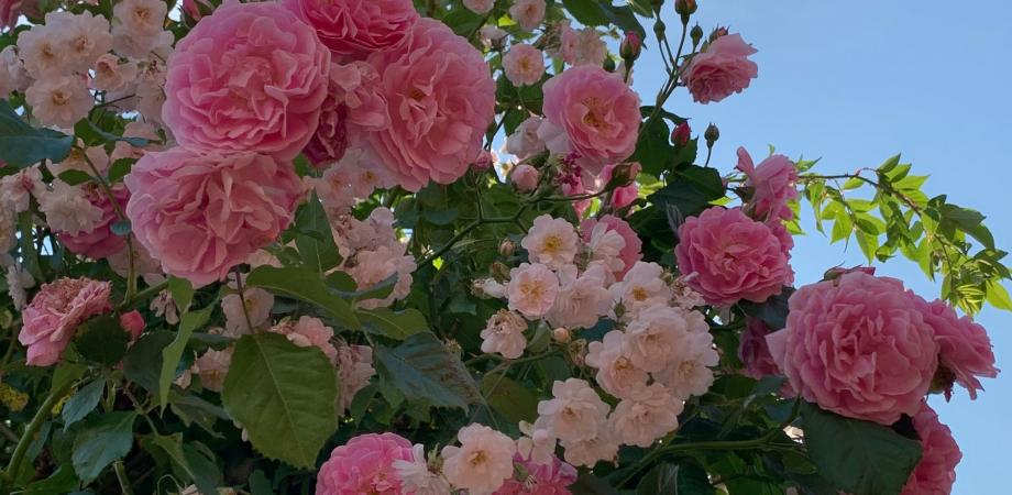 こどもとわたし丸ごと応援プロジェクト まるごと茶話会part2+プラス | Peatix