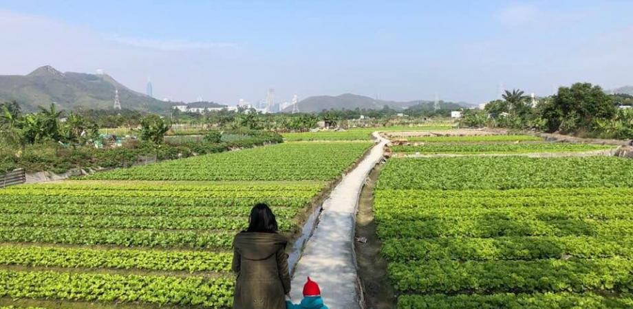 Farm and the City: The Story of Agriculture in Hong Kong | Peatix