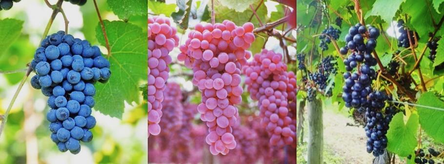 一般社団法人OIV登録品種協議会 | Peatix