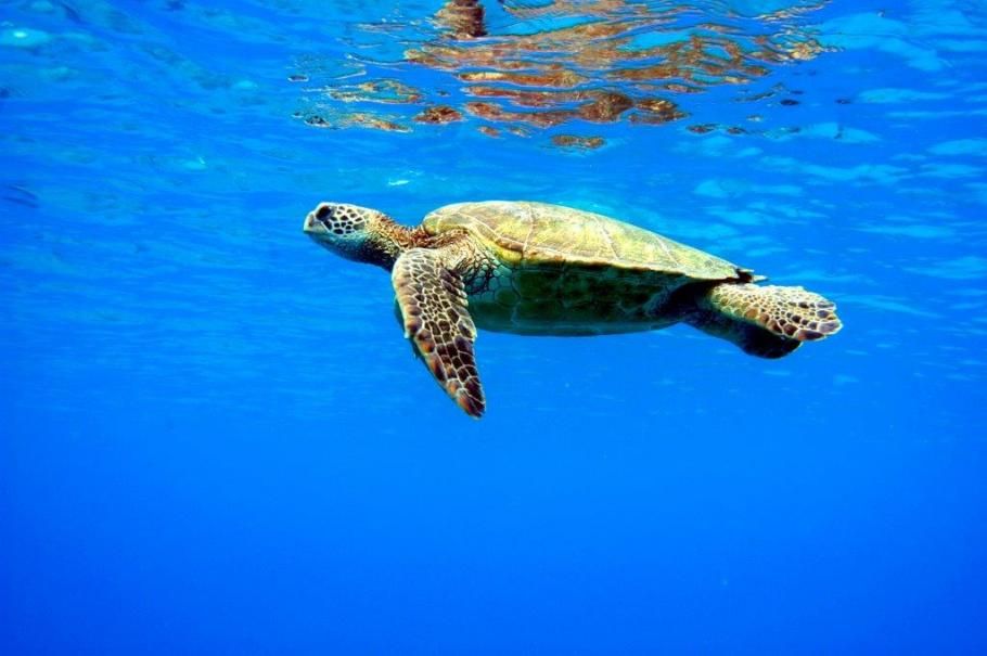 LeaLea Hawaiian Village by HIS | Peatix