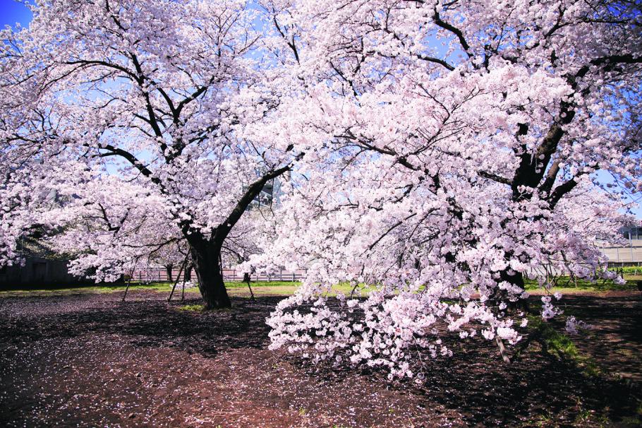 さがみアカデミー（大学公開講座） | Peatix