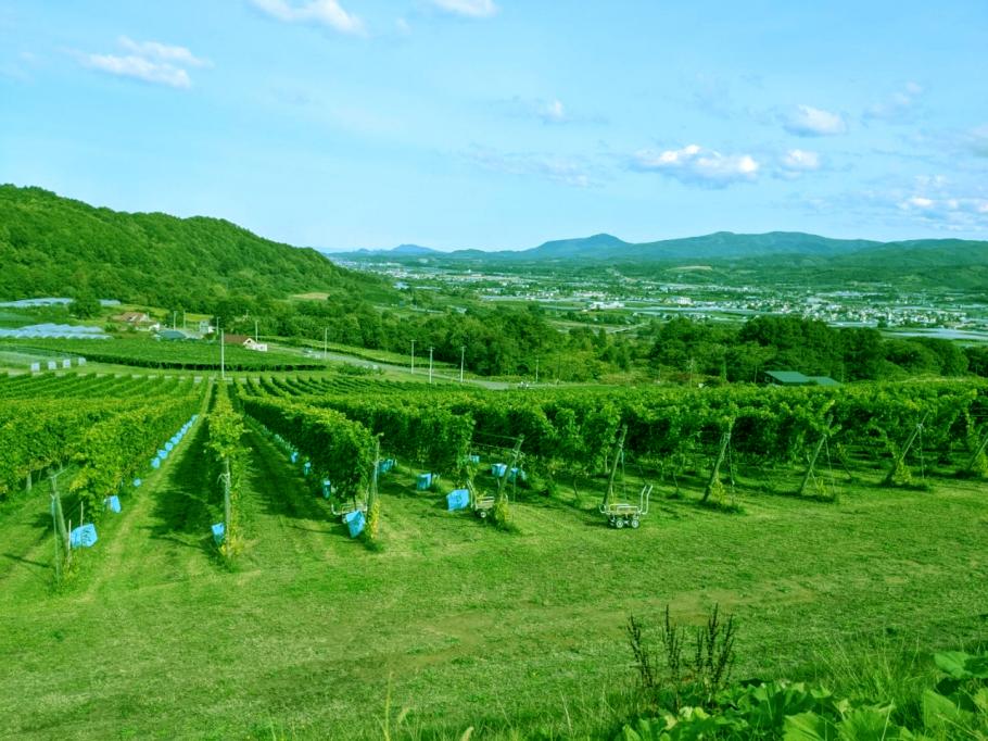 ワイリングウォークフェスNIKI実行委員会 | Peatix