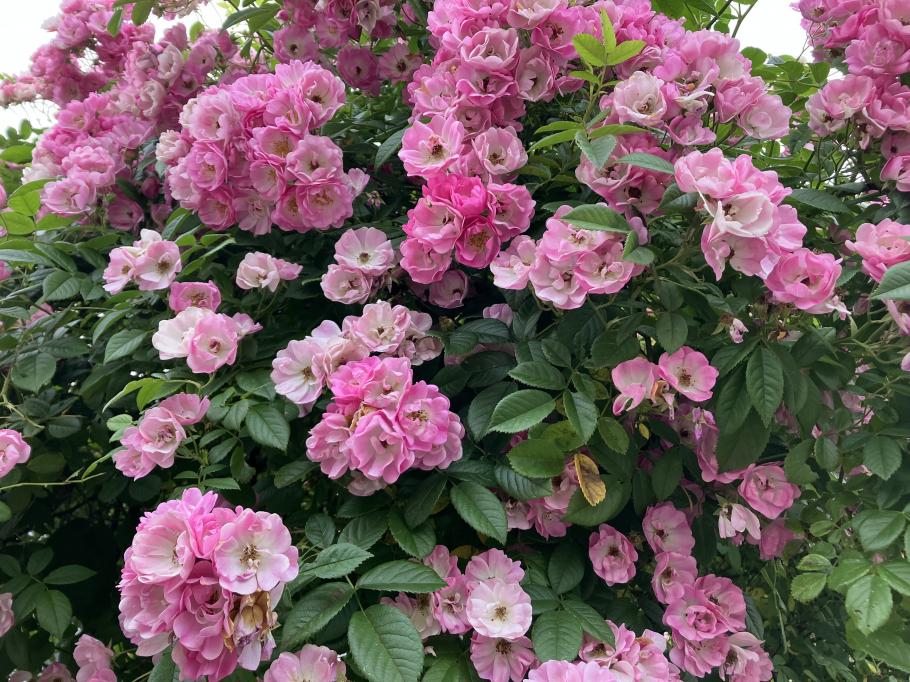 「これからの過ごし方」実践者養成講座 #21 現地会場/オンライン | Peatix